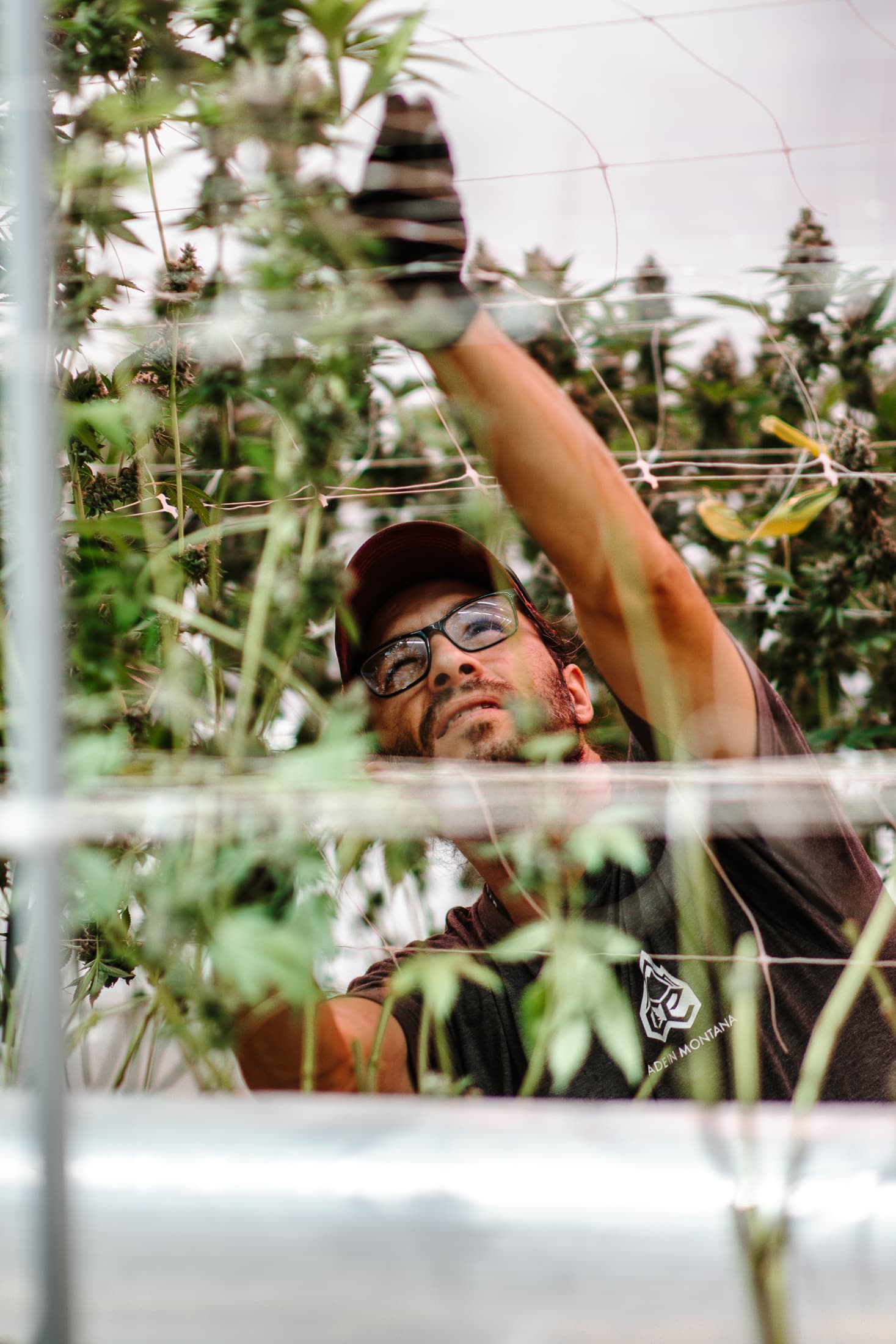 Contact the Montana Collective Elevation Marijuana Dispensary Team